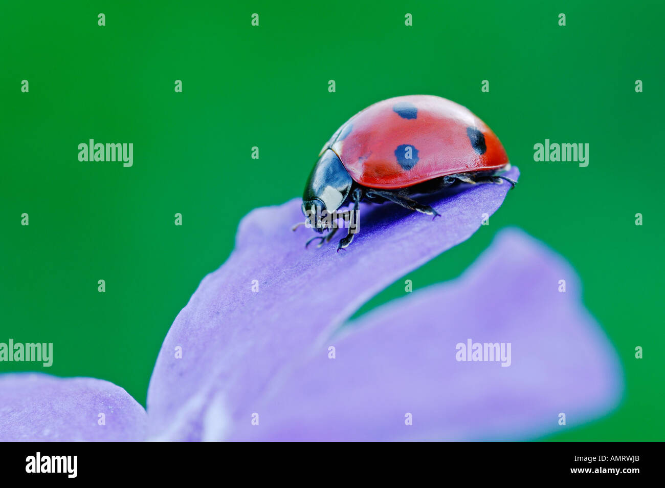 Selective focus shot ladybug hi-res stock photography and images - Alamy