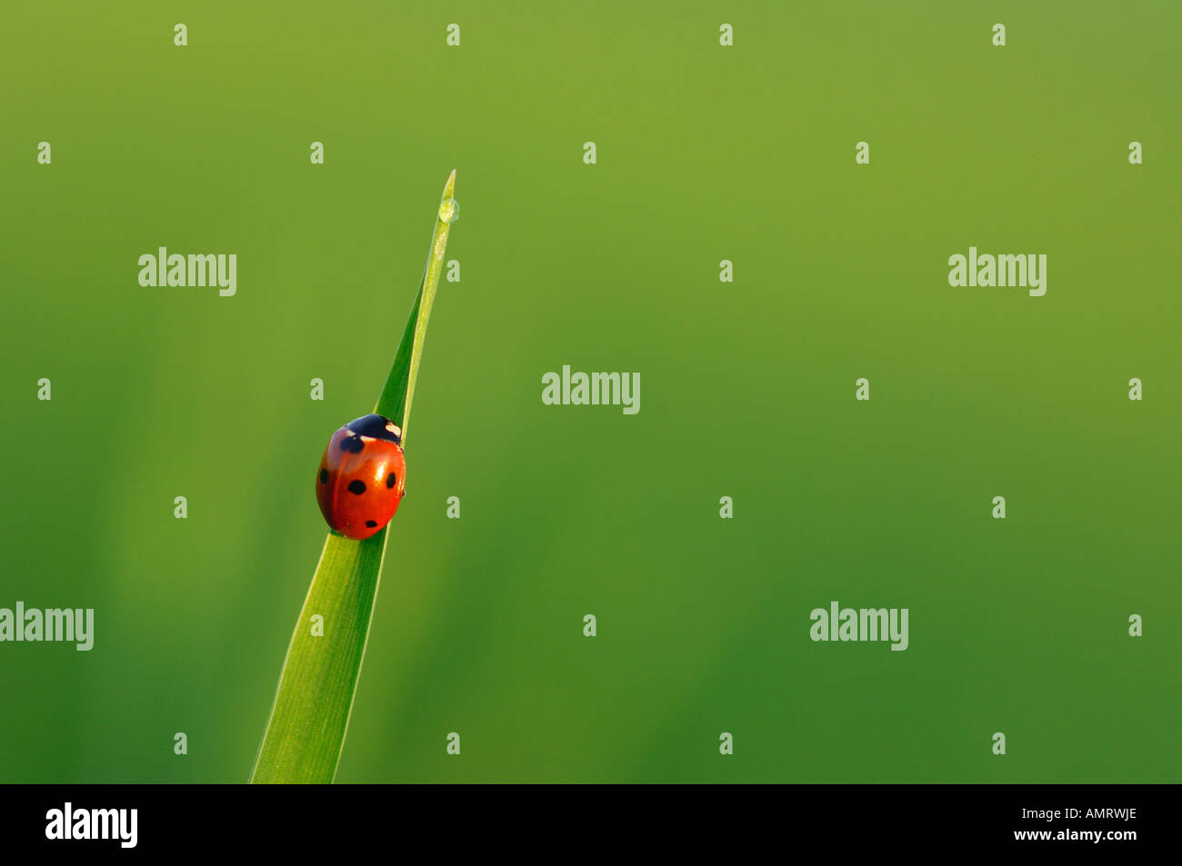 Close-Up of Ladybug Stock Photo - Alamy