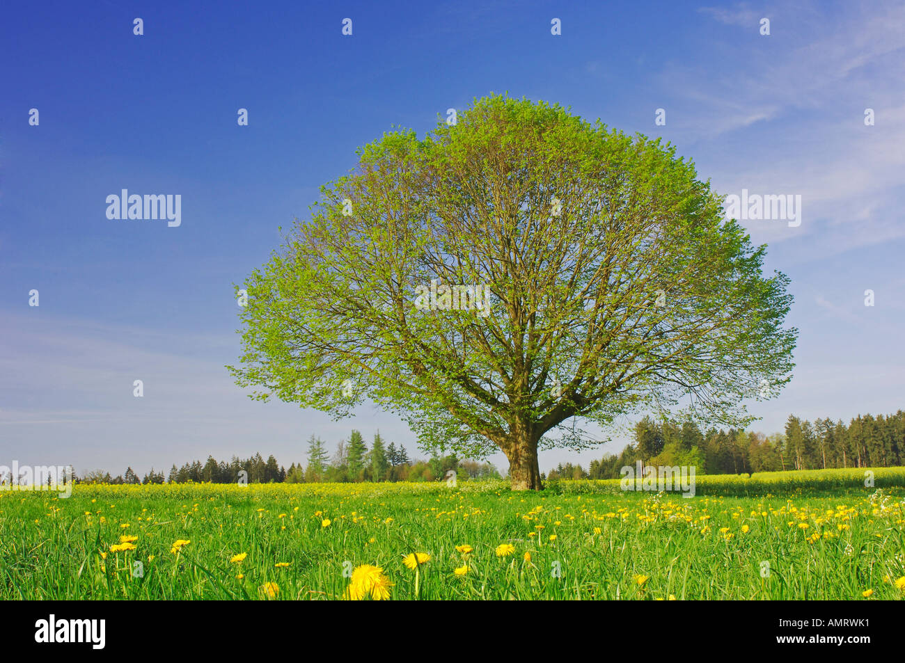 Spring meadow lime tree hi-res stock photography and images - Alamy
