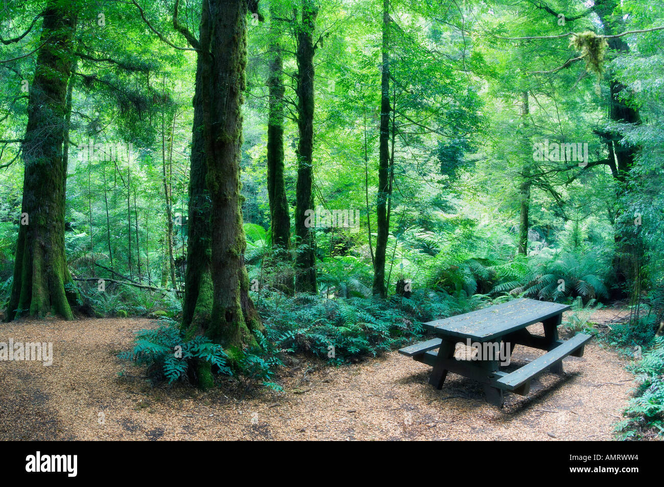 Myrtle Beech Trees in Rainforest, Yarra Ranges National Park, Victoria ... Myrtle Beech Trees in Rainforest, Yarra Ranges National Park, Victoria ...