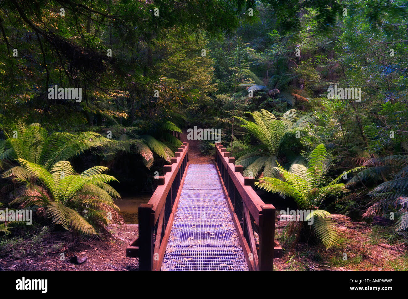 Rainforest in Yarra Ranges National Park, Victoria, Australia Stock ...