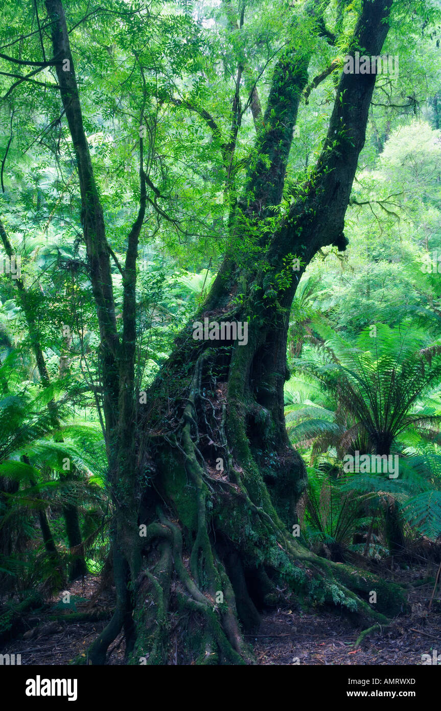 Myrtle Beech Tree in Rainforest, Yarra Ranges National Park, Victoria ...