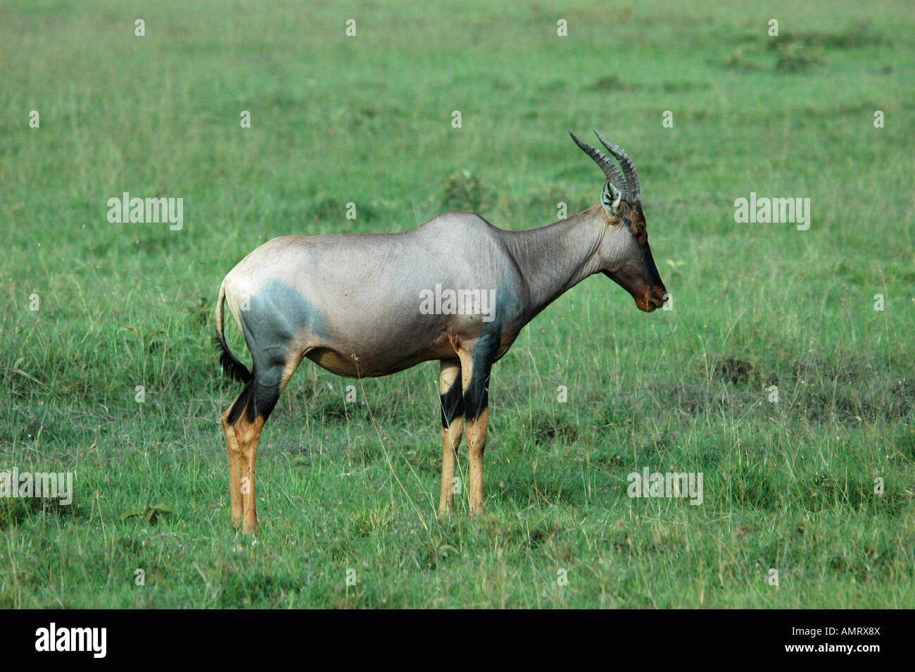 Kenya Masai Mara Topi Damaliscus lunatus Side view Stock Photo - Alamy