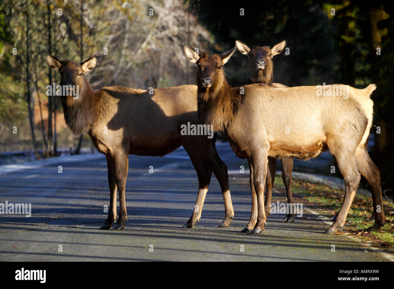 Roosevelt Elk Olympic National Park High Resolution Stock Photography ...