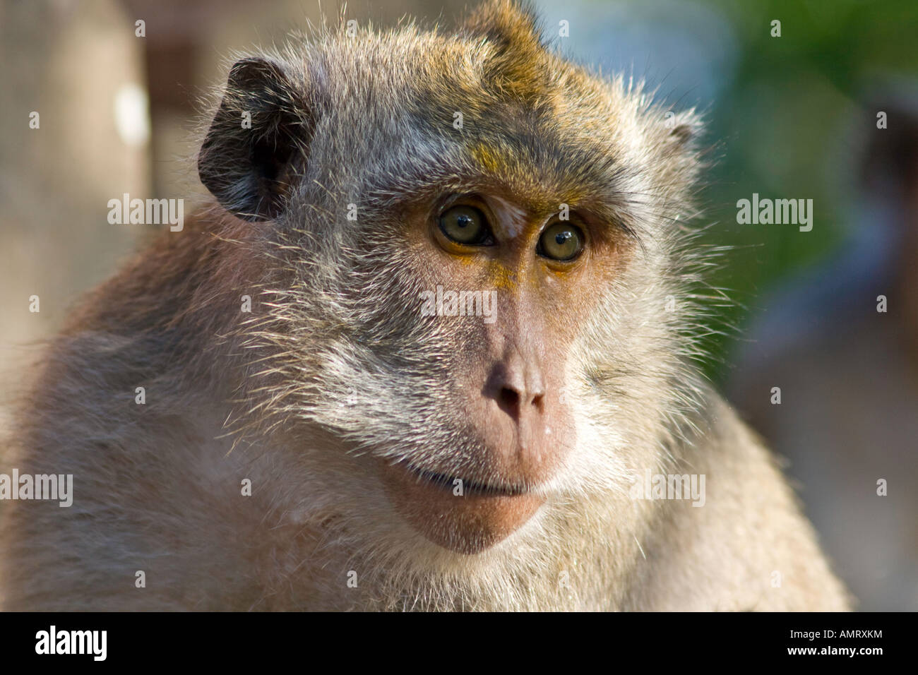 Long Tailed Macaque Monkey Uluwatu or Ulu Watu Hindu Temple Bali ...