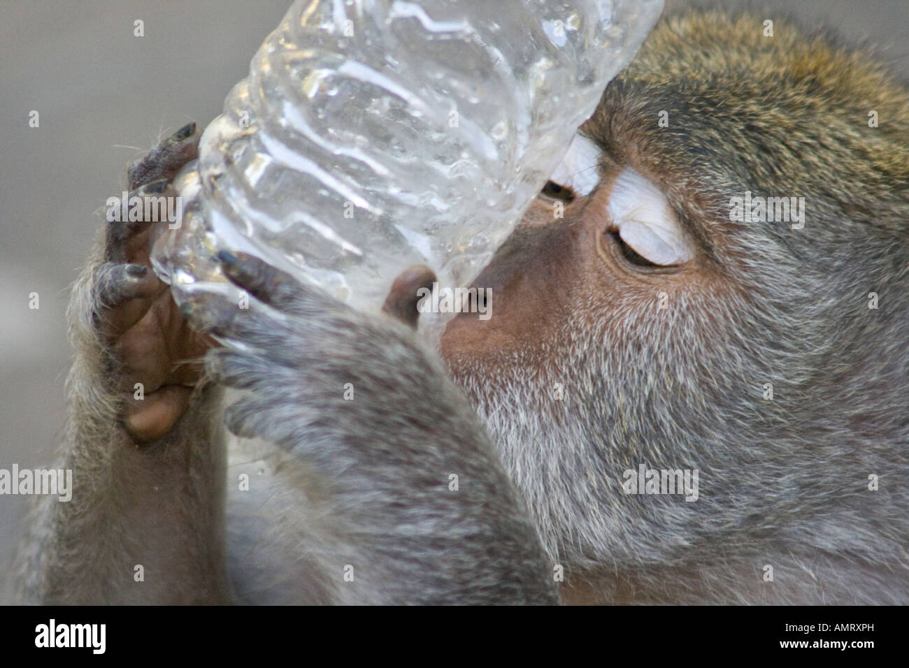 Long Tailed Macaque Monkey Drinking from Plastic Water Bottle Uluwatu ...