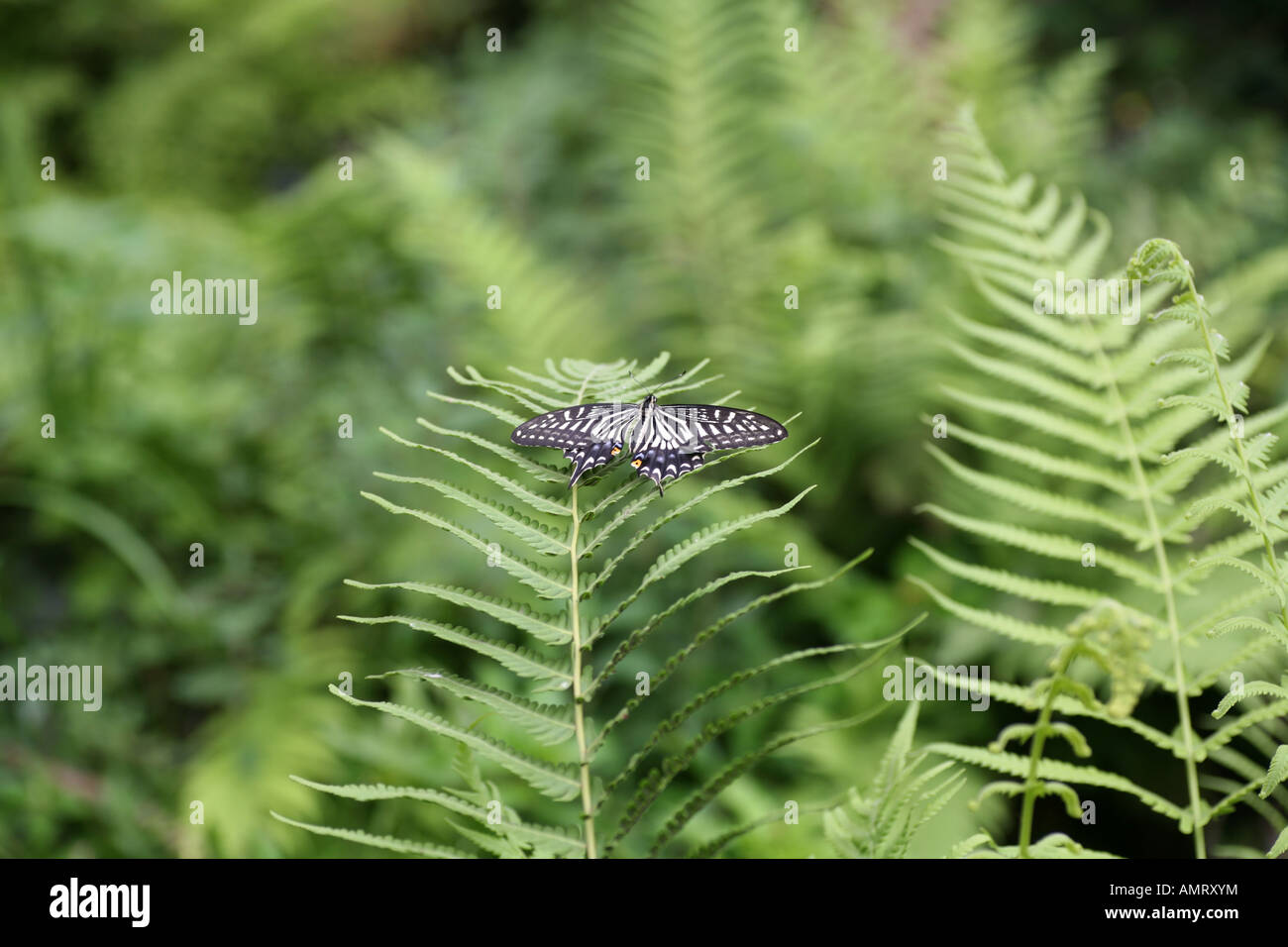 butterfly on fern Stock Photo - Alamy