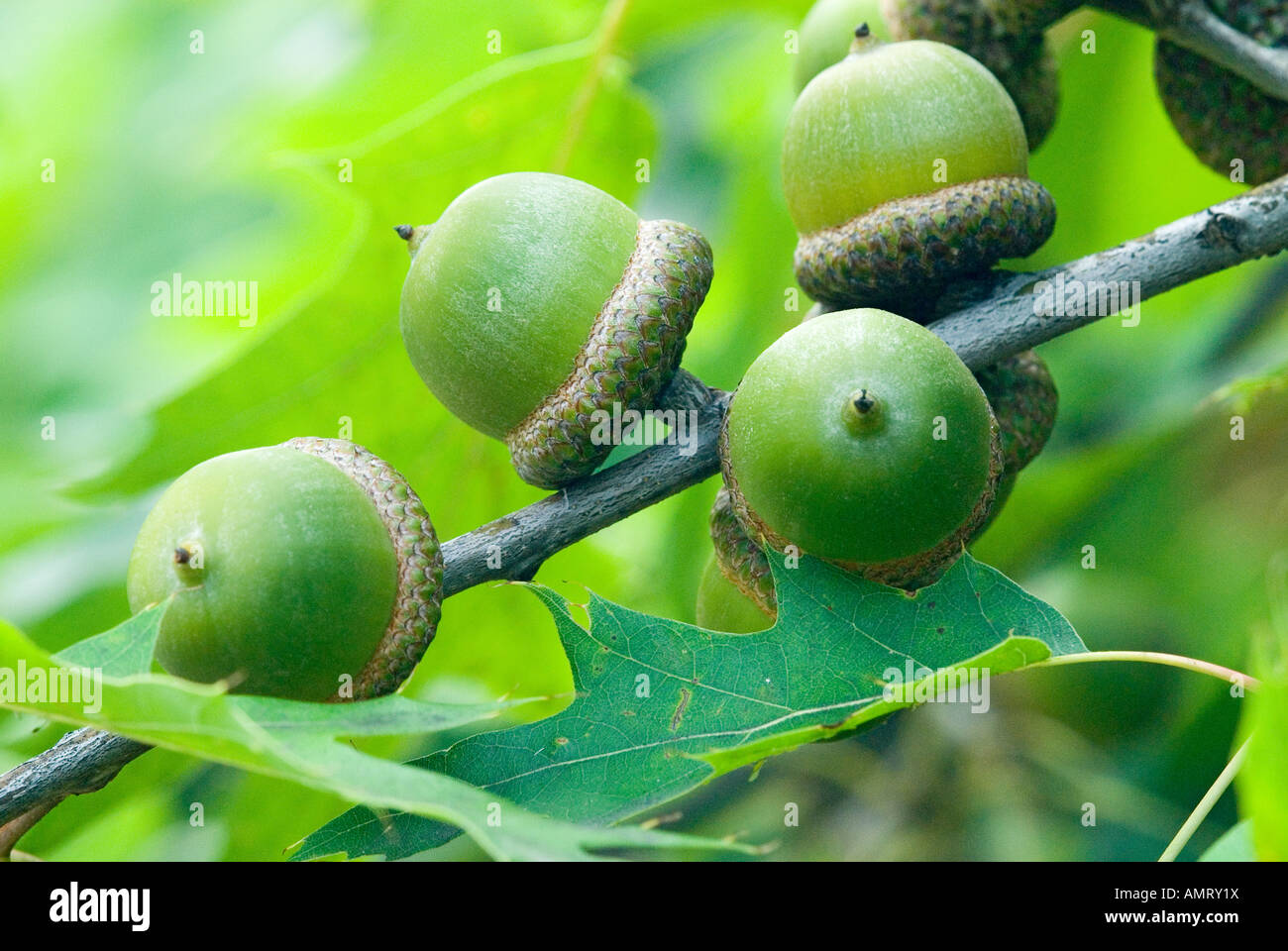 Unripe acorns hi-res stock photography and images - Alamy