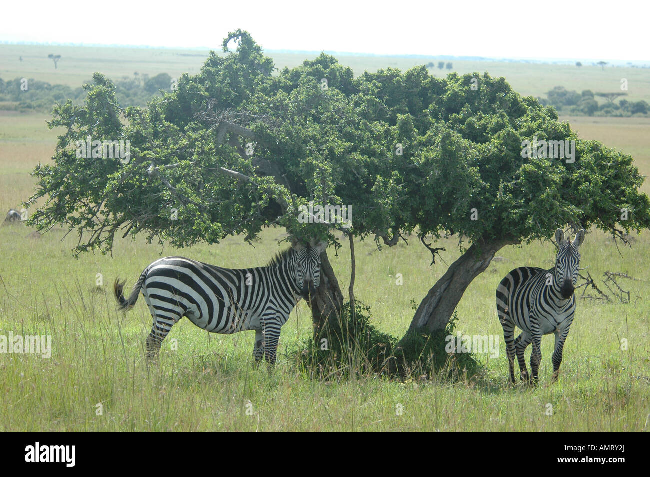 Zebra tree shade hi-res stock photography and images - Alamy