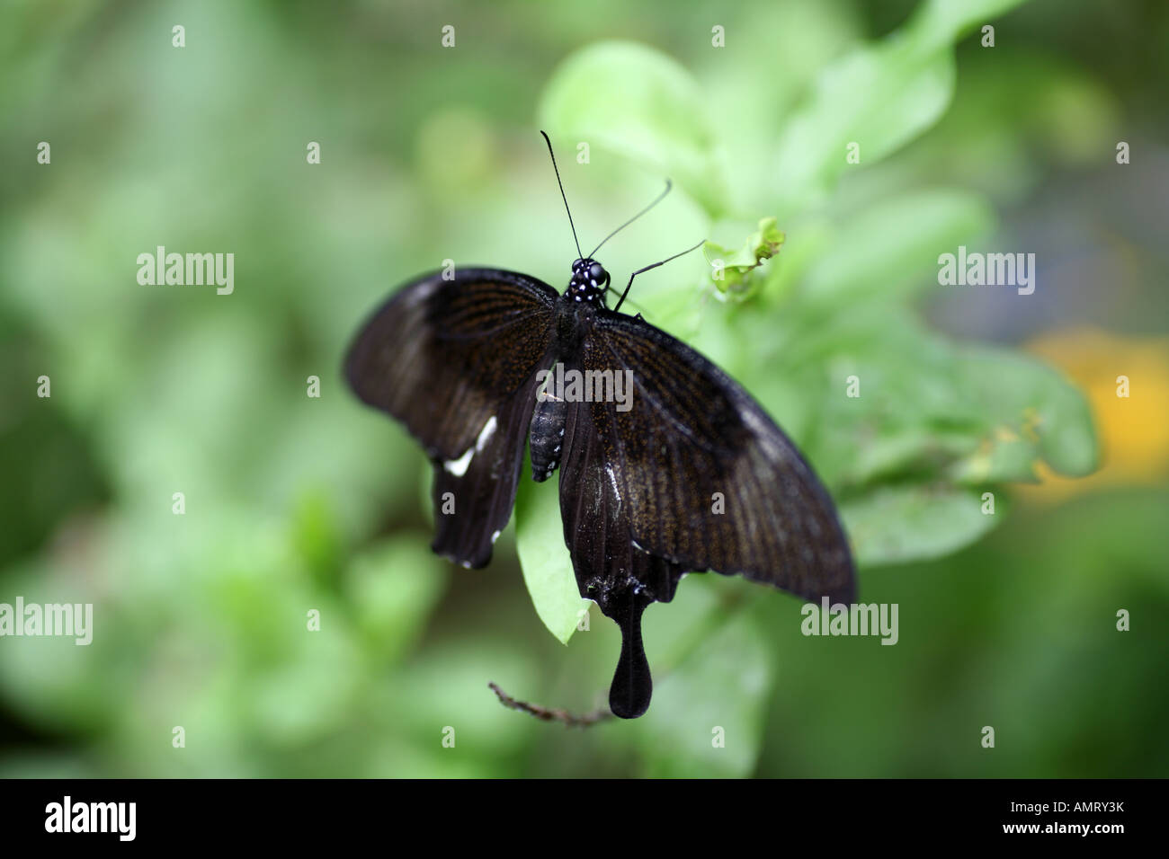 Crow Swallowtail High Resolution Stock Photography and Images - Alamy