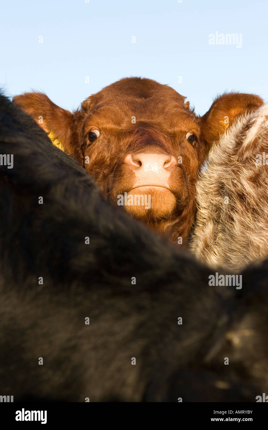 Humourous cow portrait Stock Photo - Alamy