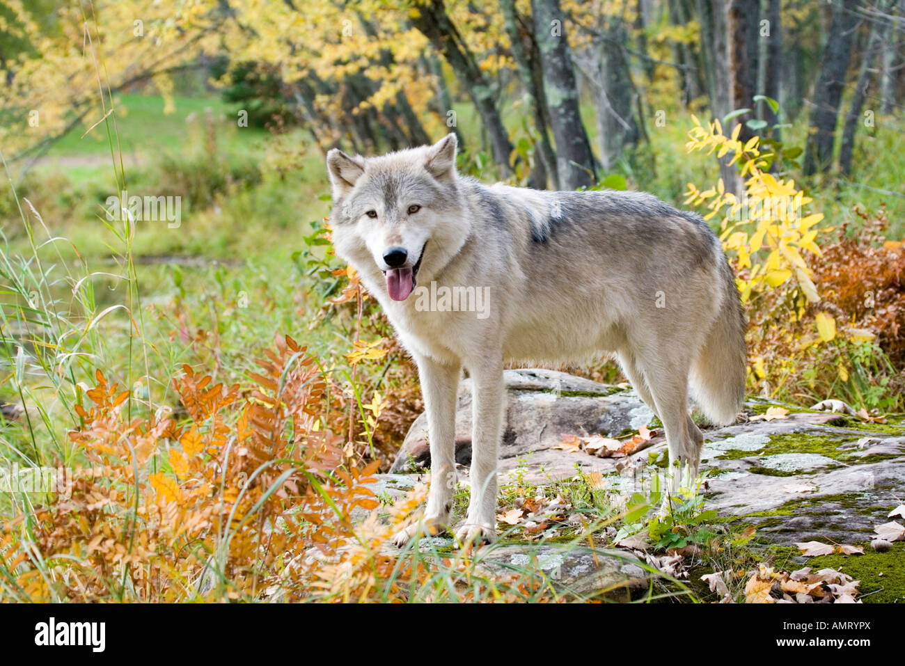Gray Wolf in fall colors Stock Photo - Alamy