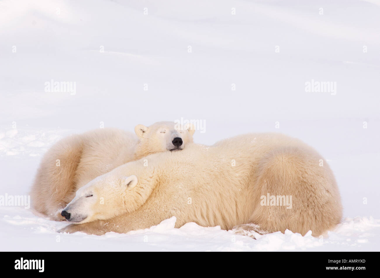Polar radius hi-res stock photography and images - Alamy