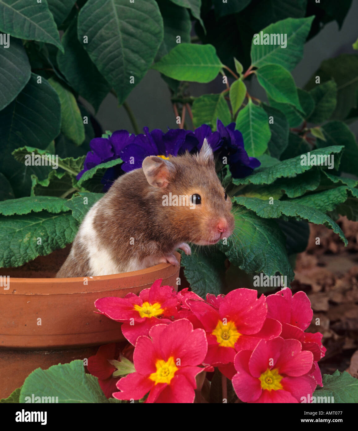 Varible colours hi-res stock photography and images - Alamy