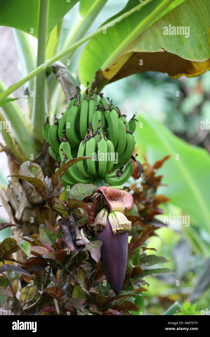 Bananas in tree growing Stock Photo - Alamy