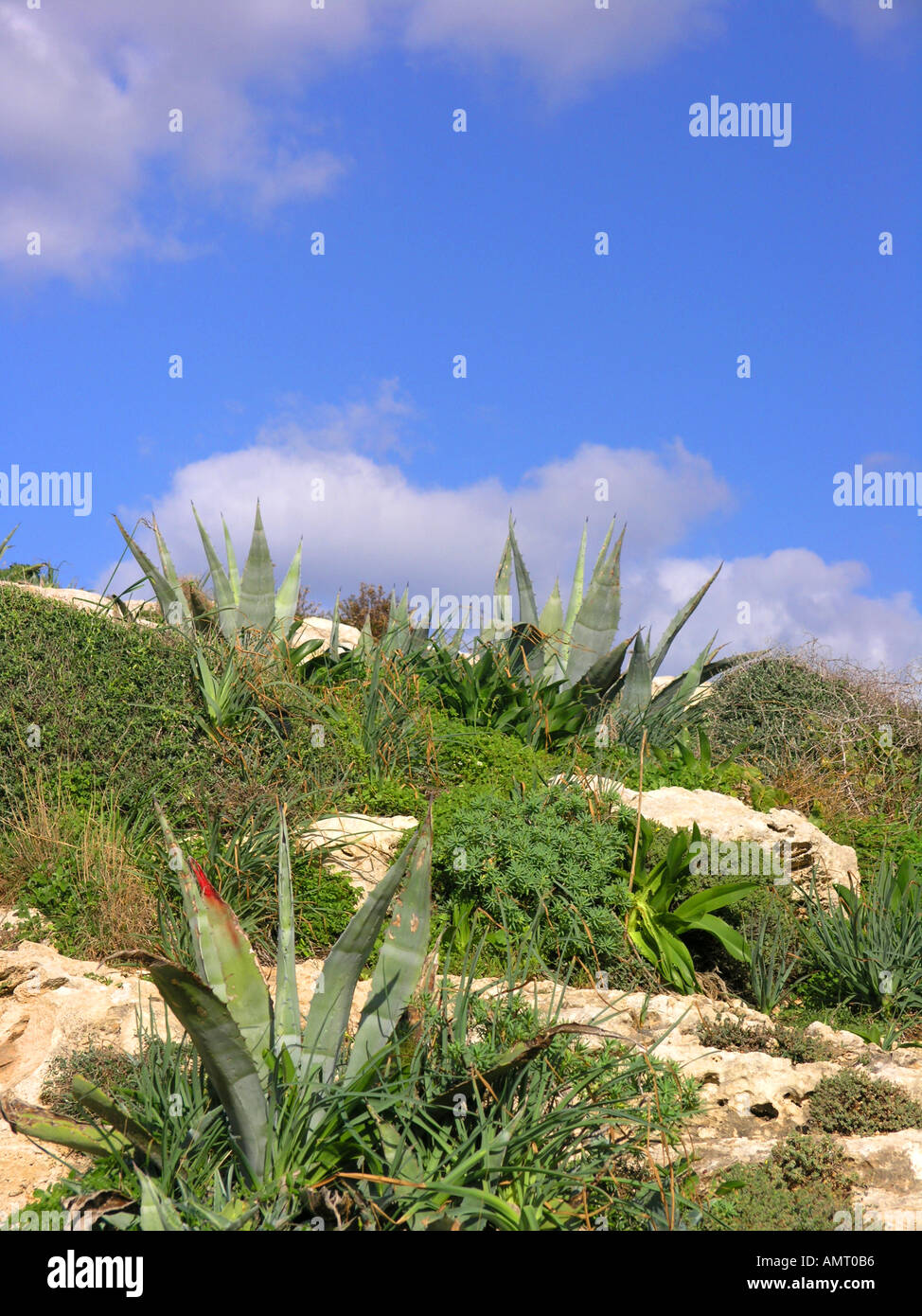 Wild Aloe Plants on hillside in mediterranean Stock Photo - Alamy