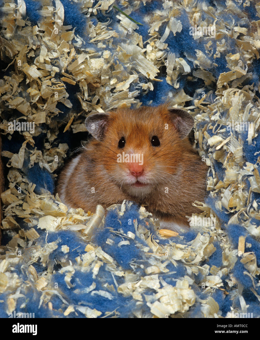 Hamster in nest hi-res stock photography and images - Alamy