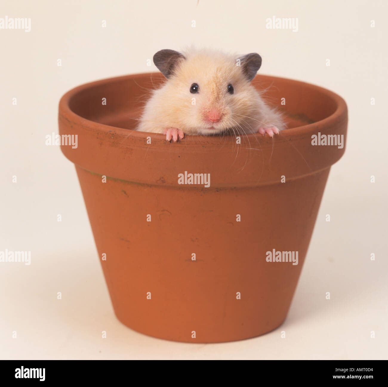 Pet Hamster In Flower Pot Stock Photo - Alamy
