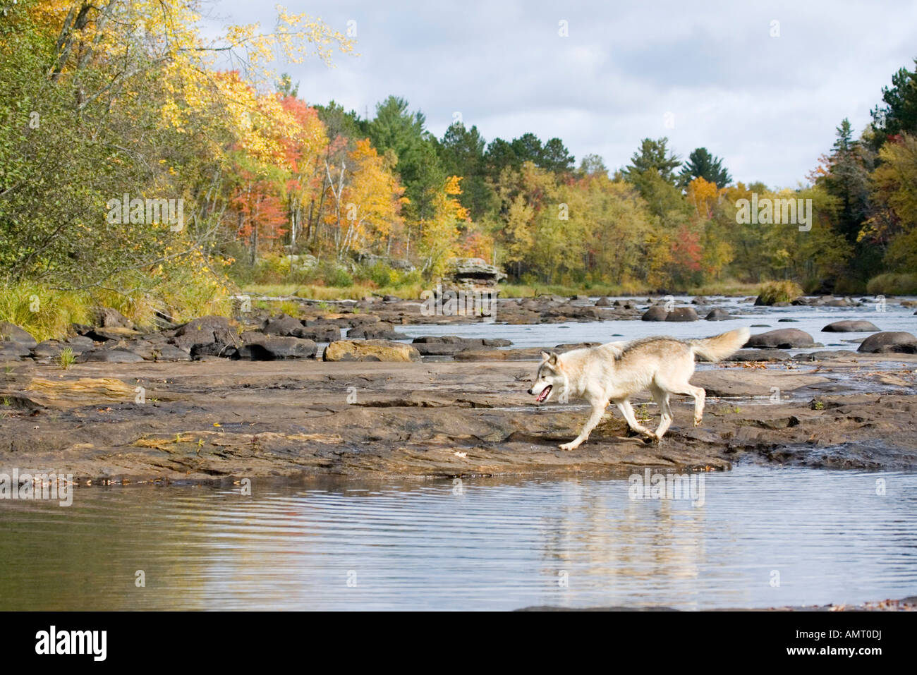 Gray Wolf running Stock Photo - Alamy