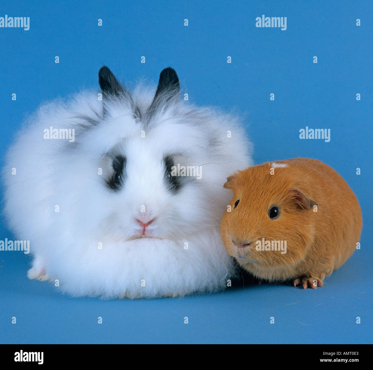 Lion head Rabbit and Pet Guinea Pig on blue background Stock Photo - Alamy