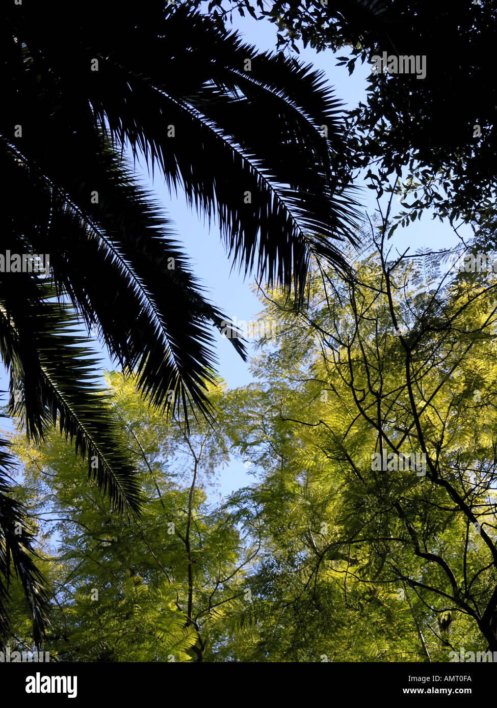 Canopy shape hi-res stock photography and images - Alamy