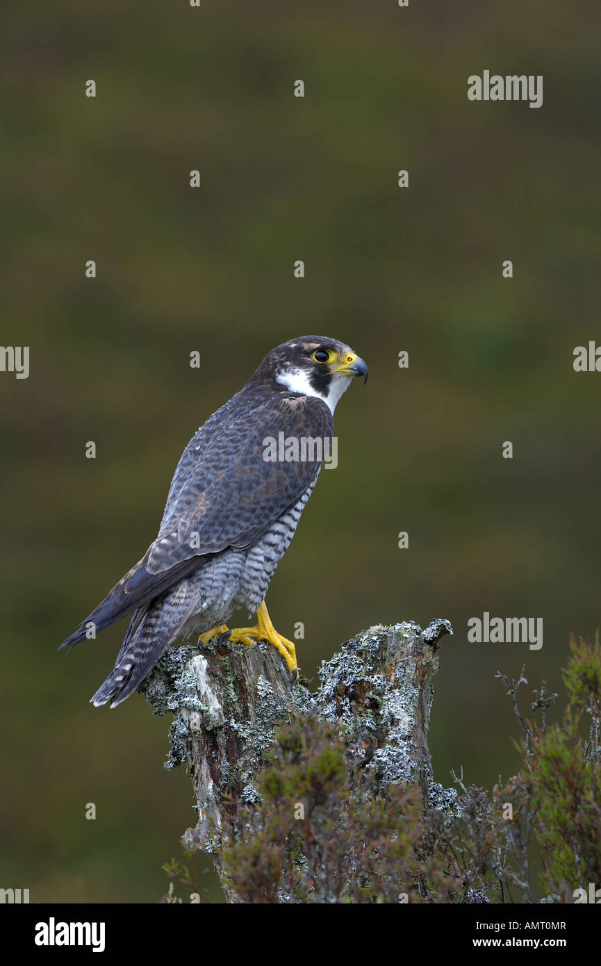 Peregrine falcon Falco peregrinus Scotland Falconers bird Stock Photo ...