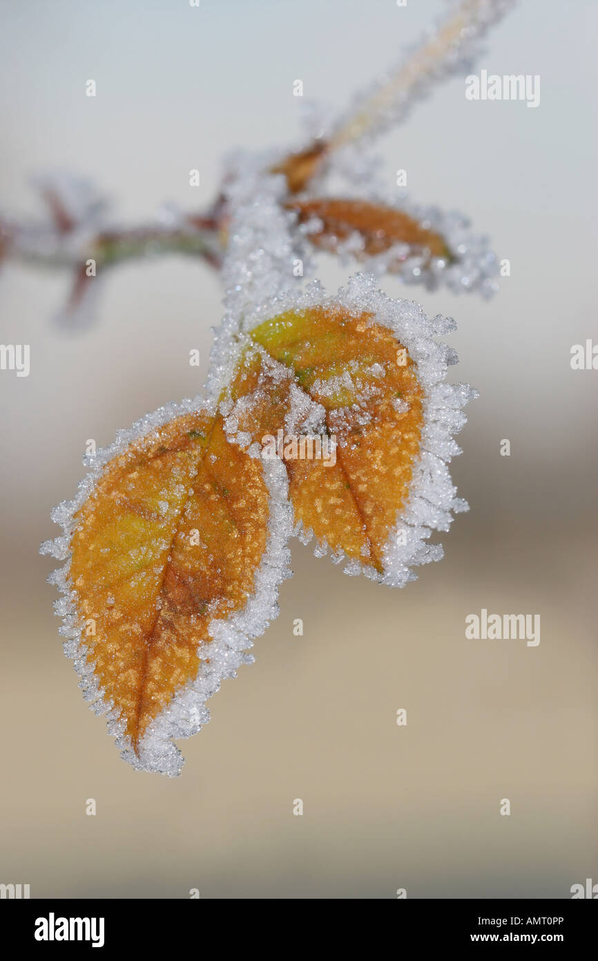 Frosted Dog Rose Rosa canina Leaves Stock Photo - Alamy