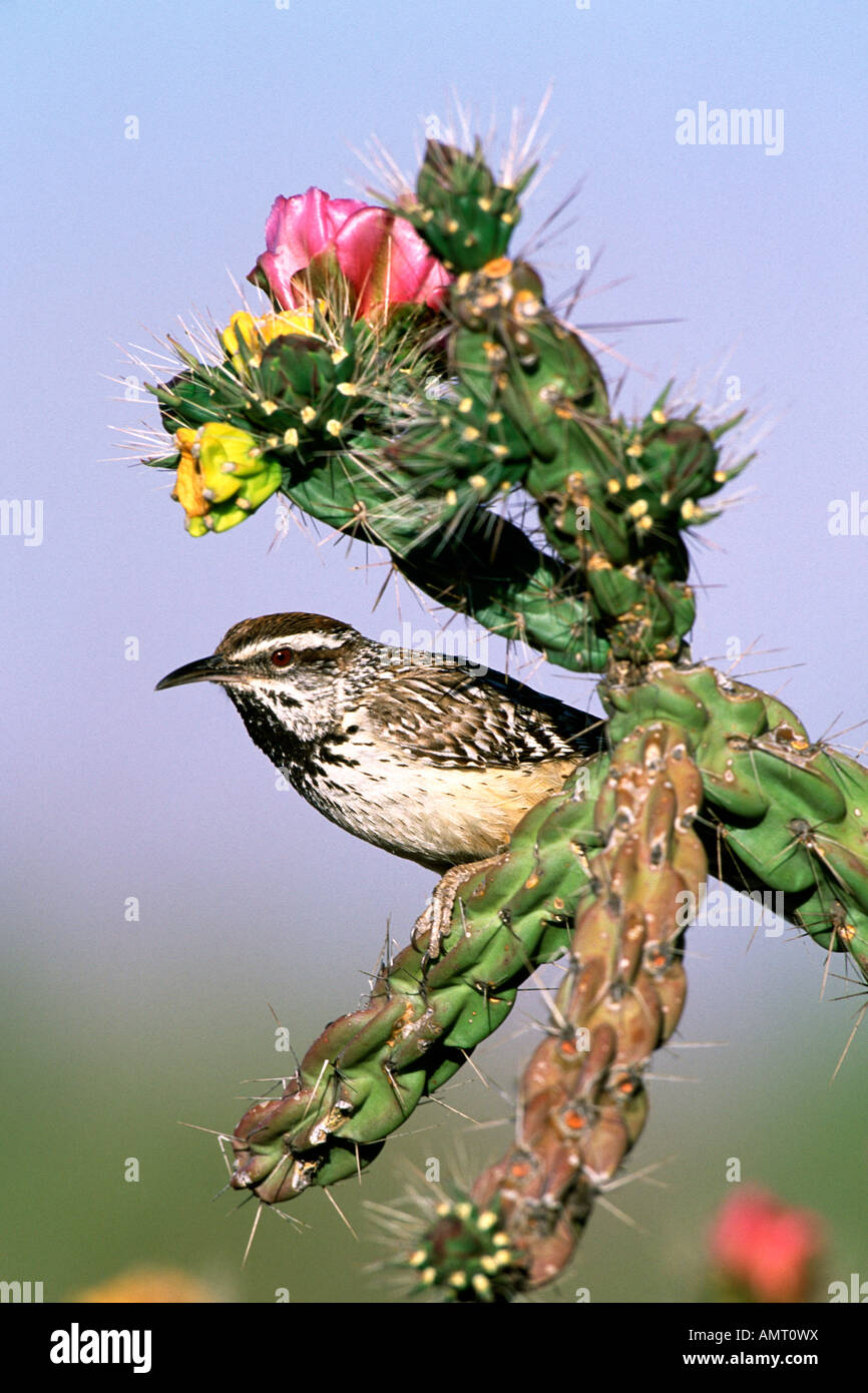 Wren bird flowers hi-res stock photography and images - Alamy