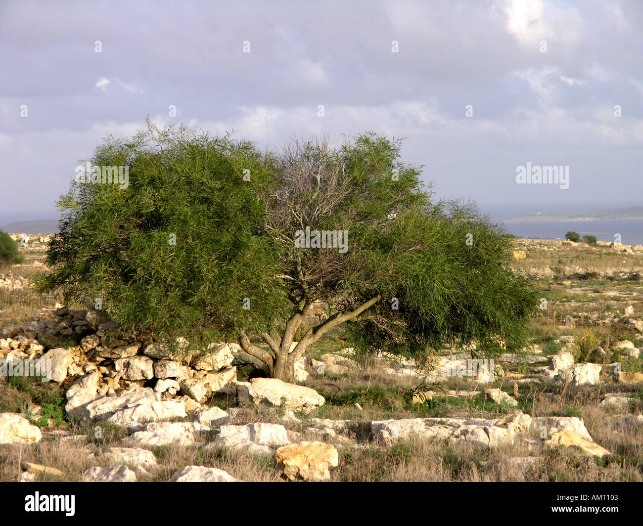 Olive tree in a Mediterranean setting Stock Photo - Alamy