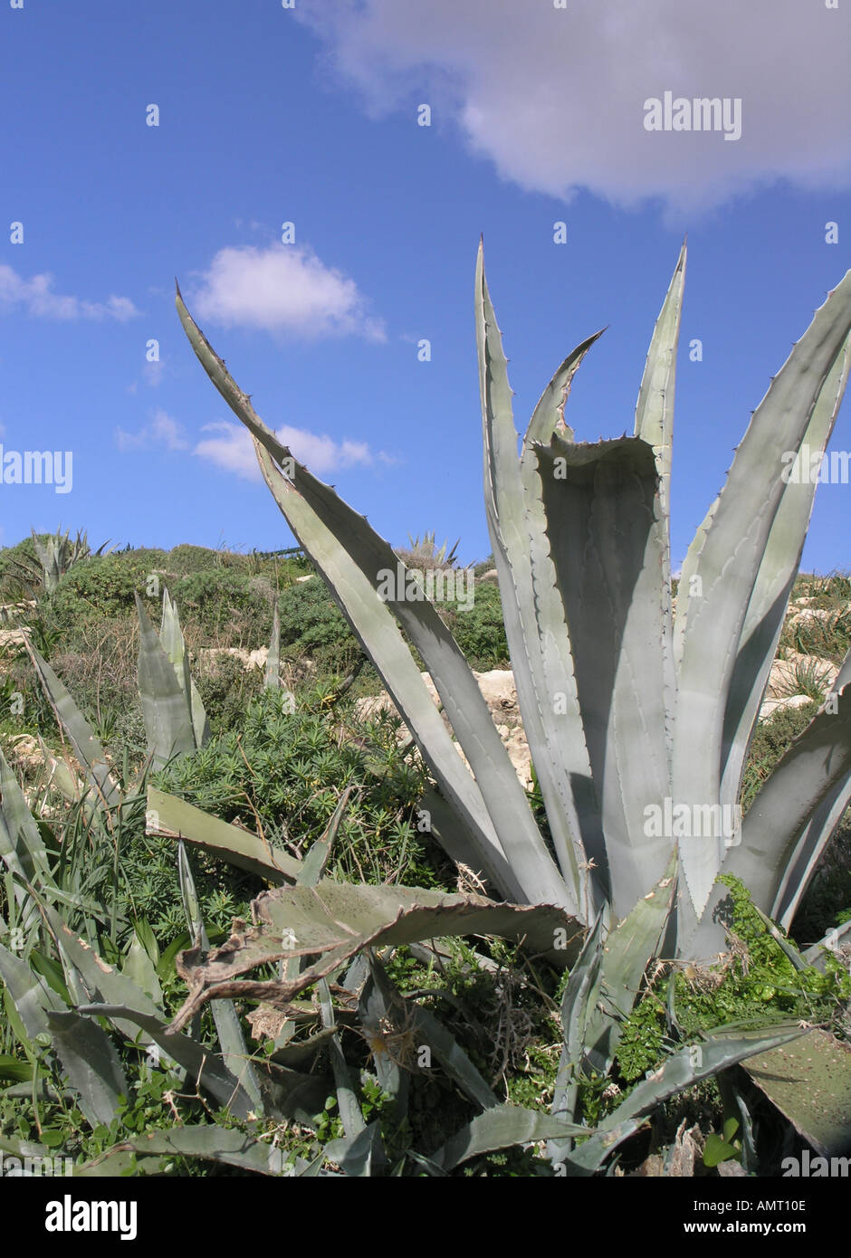 Medicial plant hi-res stock photography and images - Alamy