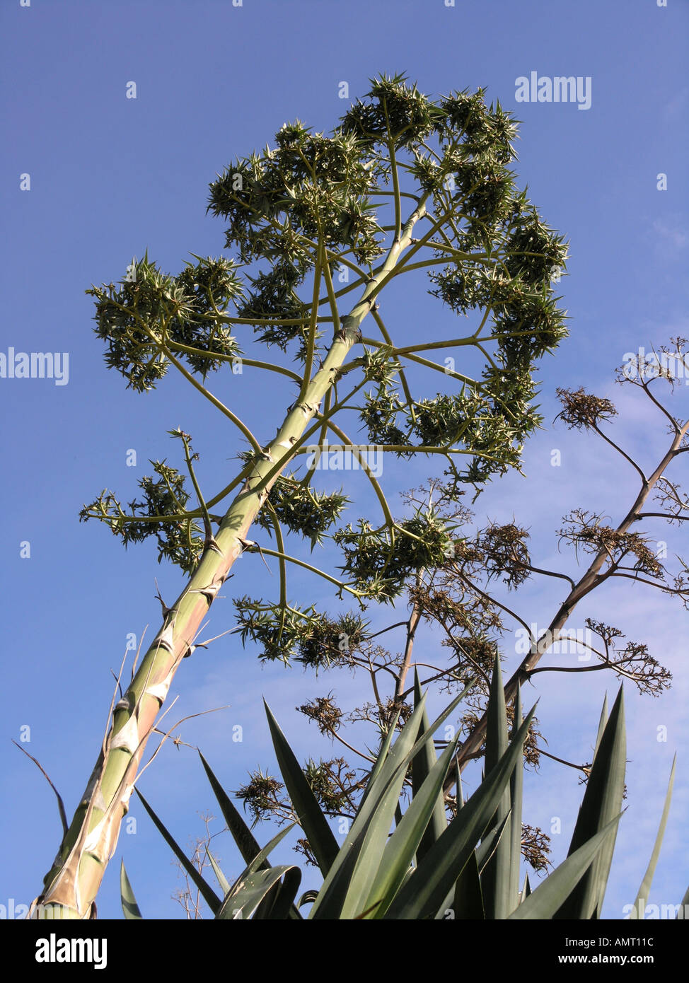 Tall plant and Aloe in the mediterranean garden Stock Photo - Alamy