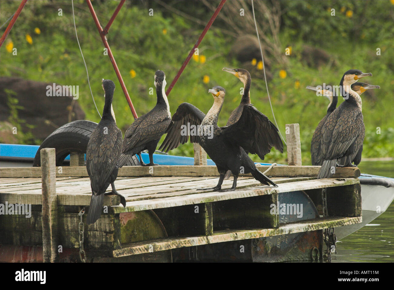 Kenya lake naivasha Kenya White breasted Cormorants Phalacrocorax ...