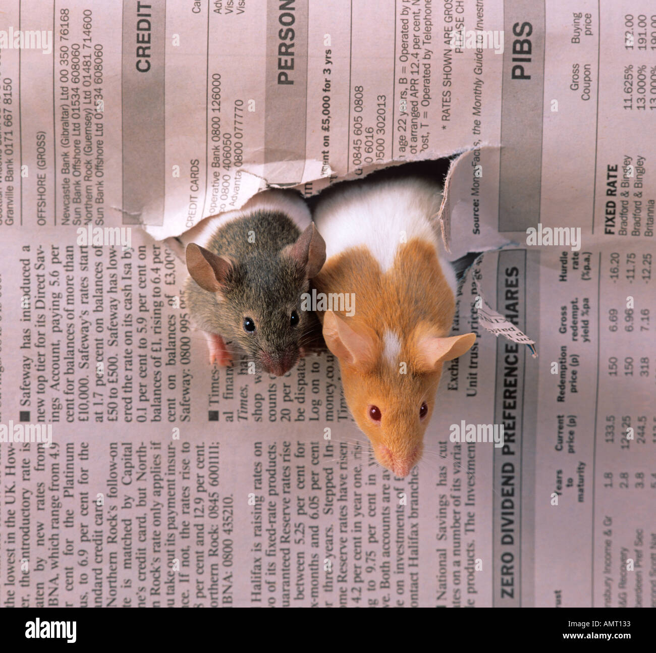 Pet Mice Chewing a Hole in Newspaper Stock Photo - Alamy
