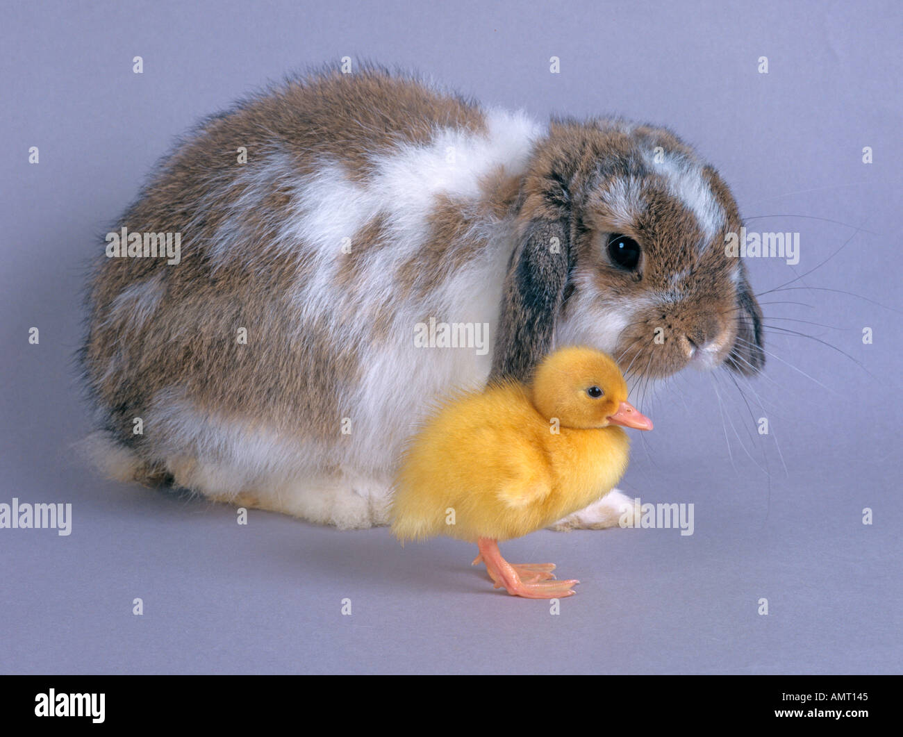Pet Rabbit and Duckling Stock Photo - Alamy