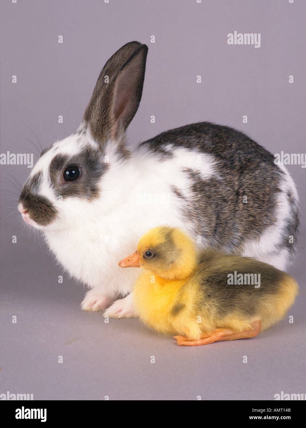 Pet Rabbit and Duckling Stock Photo - Alamy