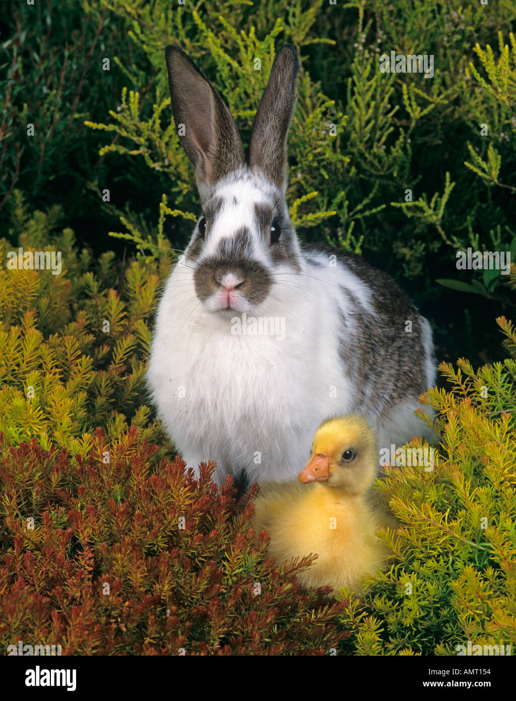 Pet Rabbit and Duckling Stock Photo - Alamy