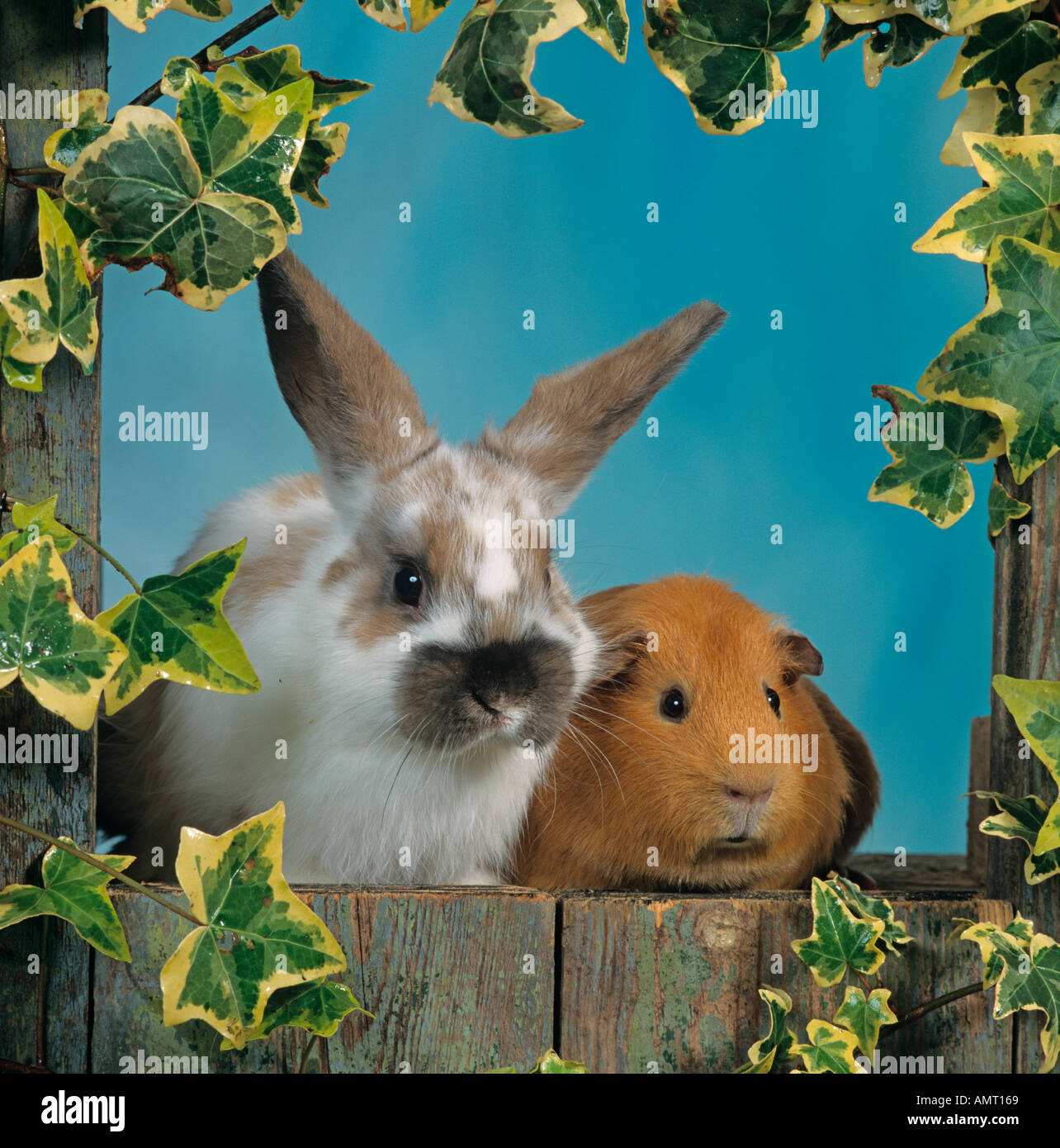Pet Guinea pig and rabbit looking from hutch entrance Stock Photo - Alamy