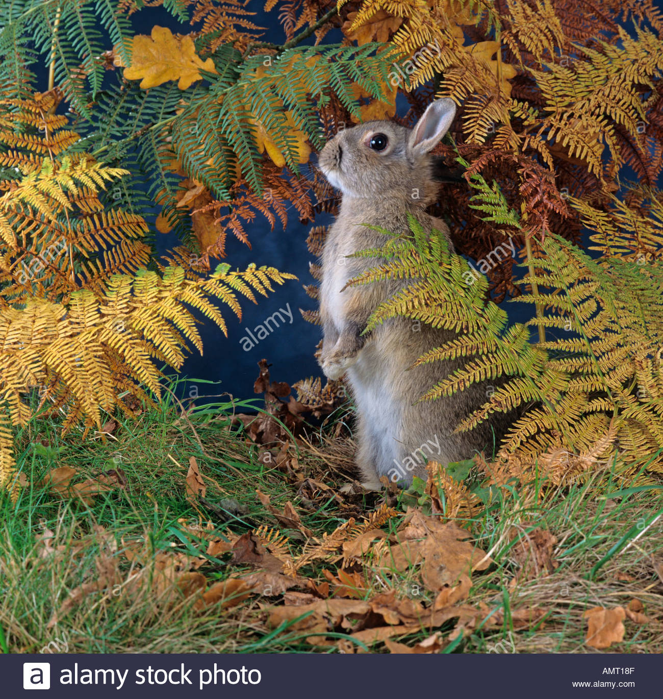 Rabbit Oryctolagus cuniculus in Autumn Stock Photo - Alamy