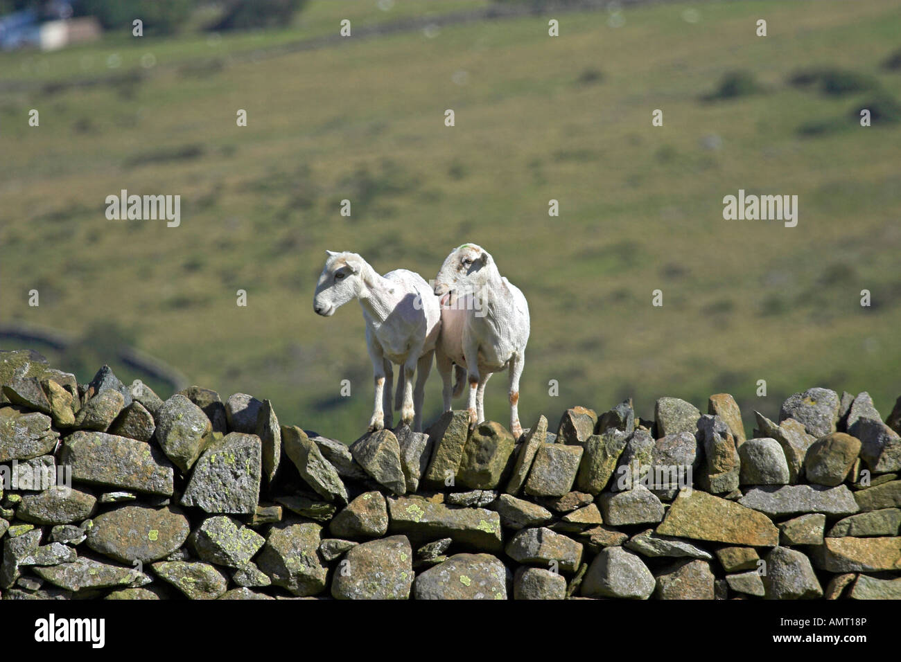Sheep on a wall hi-res stock photography and images - Alamy