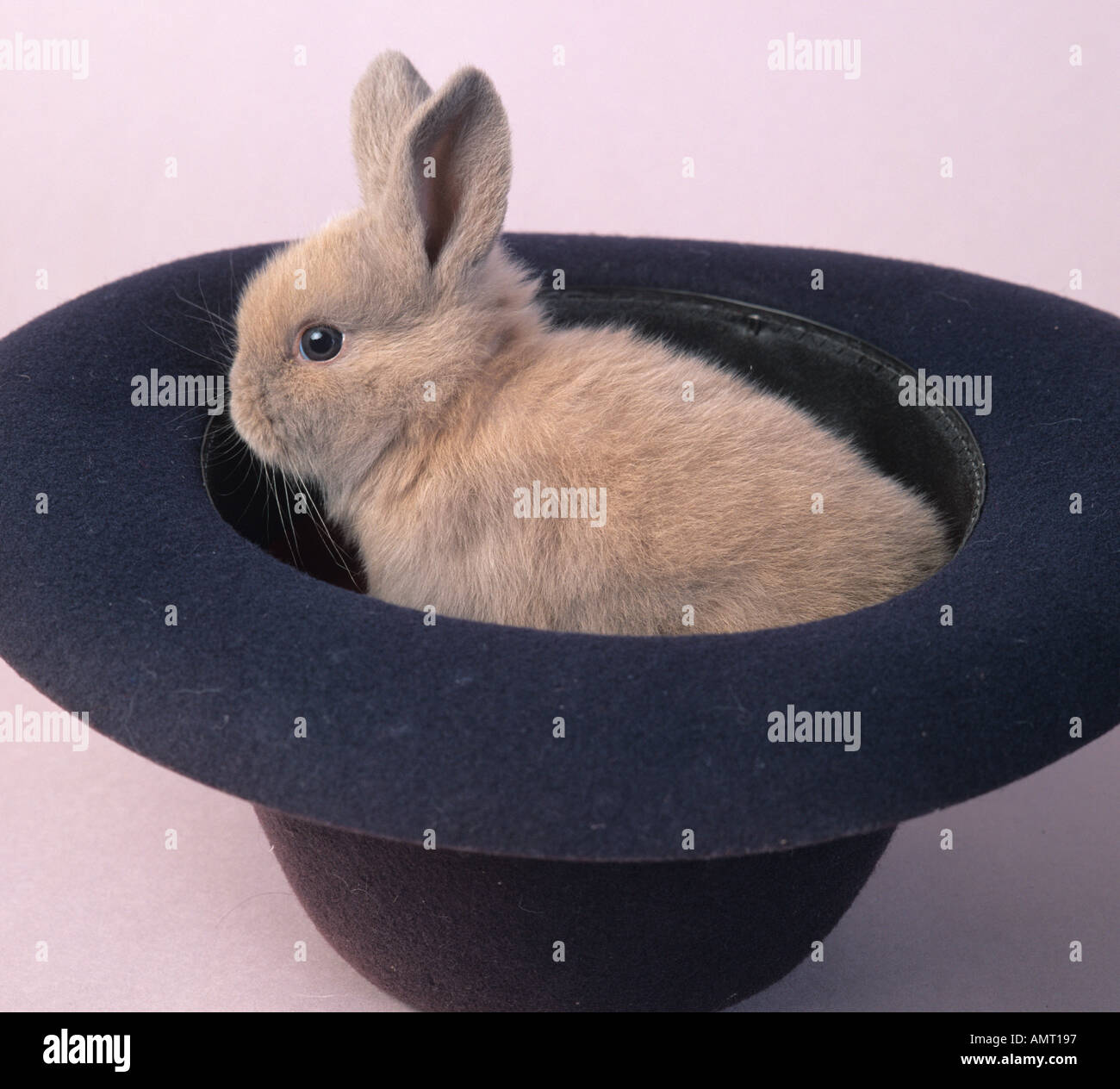 Young Rabbit and Panama Hat Stock Photo - Alamy