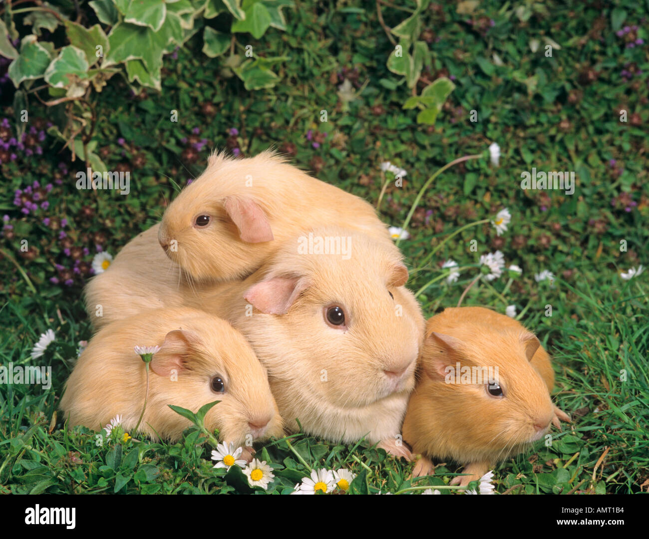 Free range Guinea Pig family on grass with daises Stock Photo - Alamy