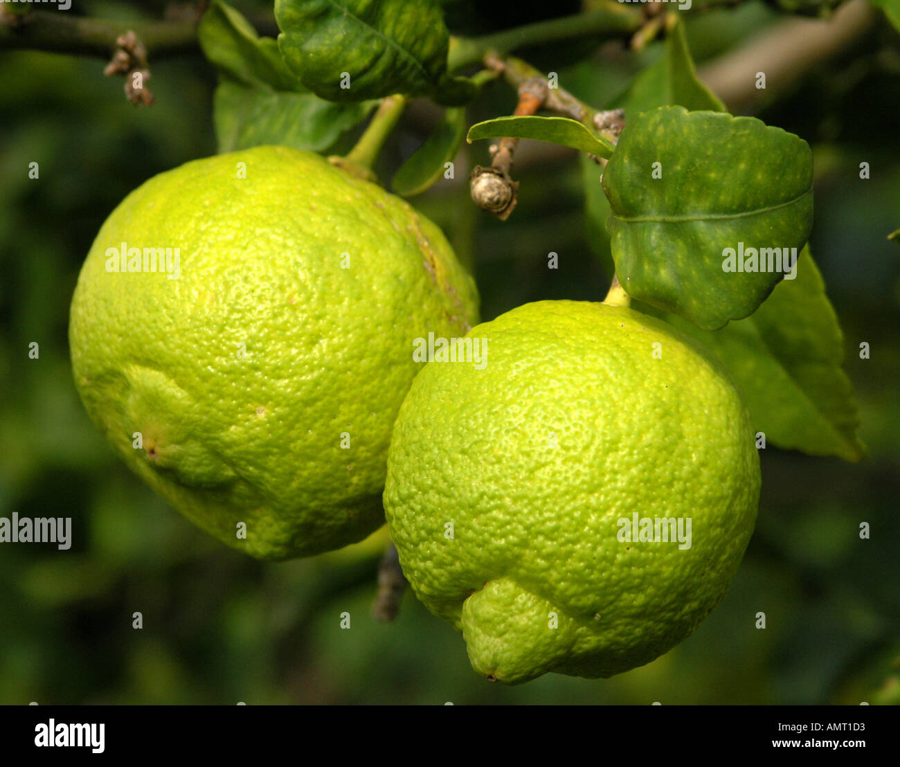 Two ripening lemons on a tree Stock Photo - Alamy