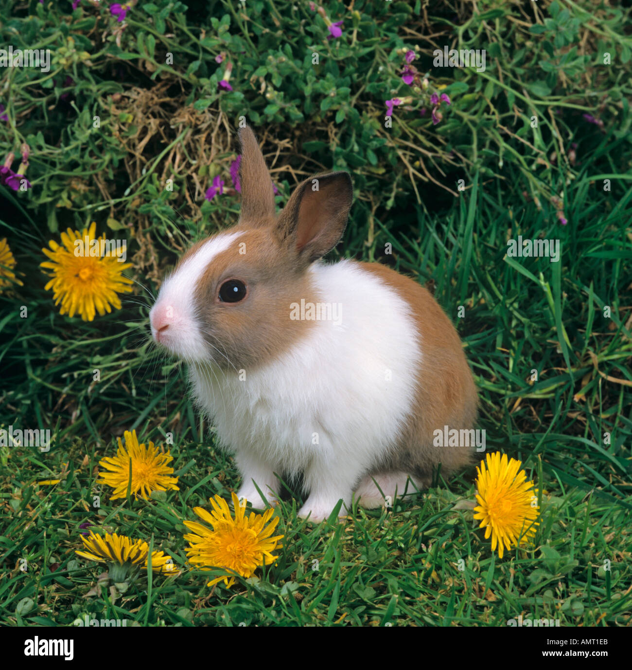 Pet Dutch Rabbit Stock Photo - Alamy