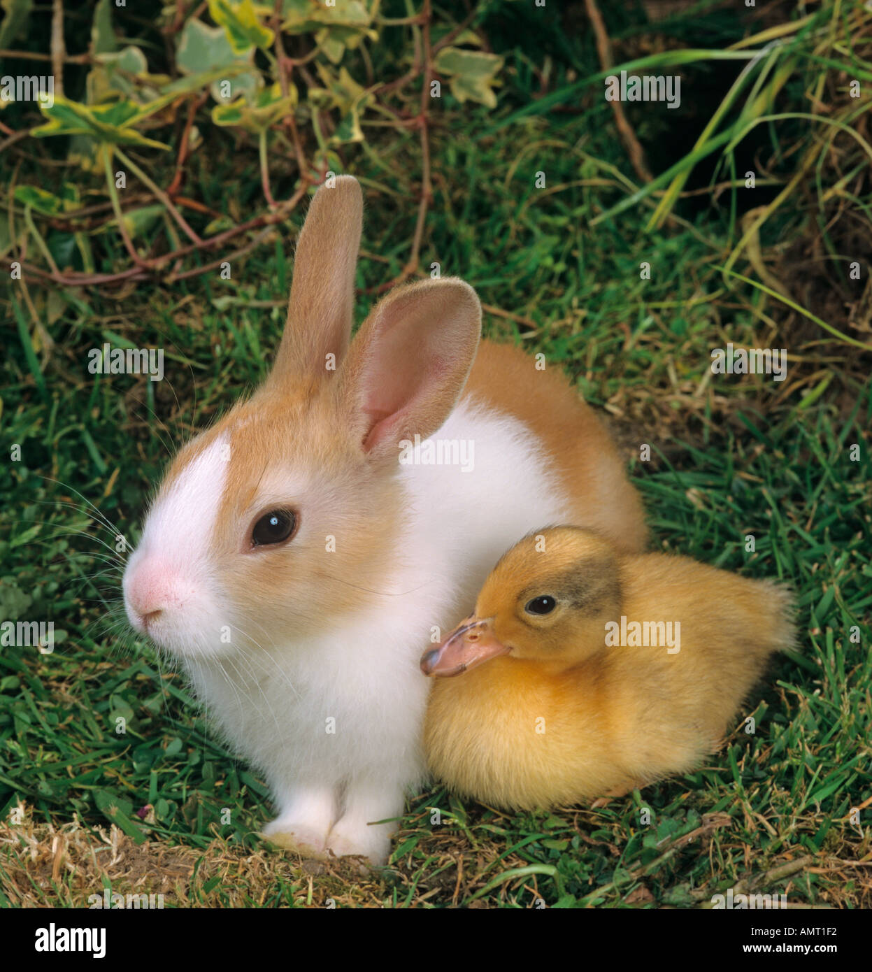 Pet Dutch Rabbit and Day-old Duckling Stock Photo - Alamy