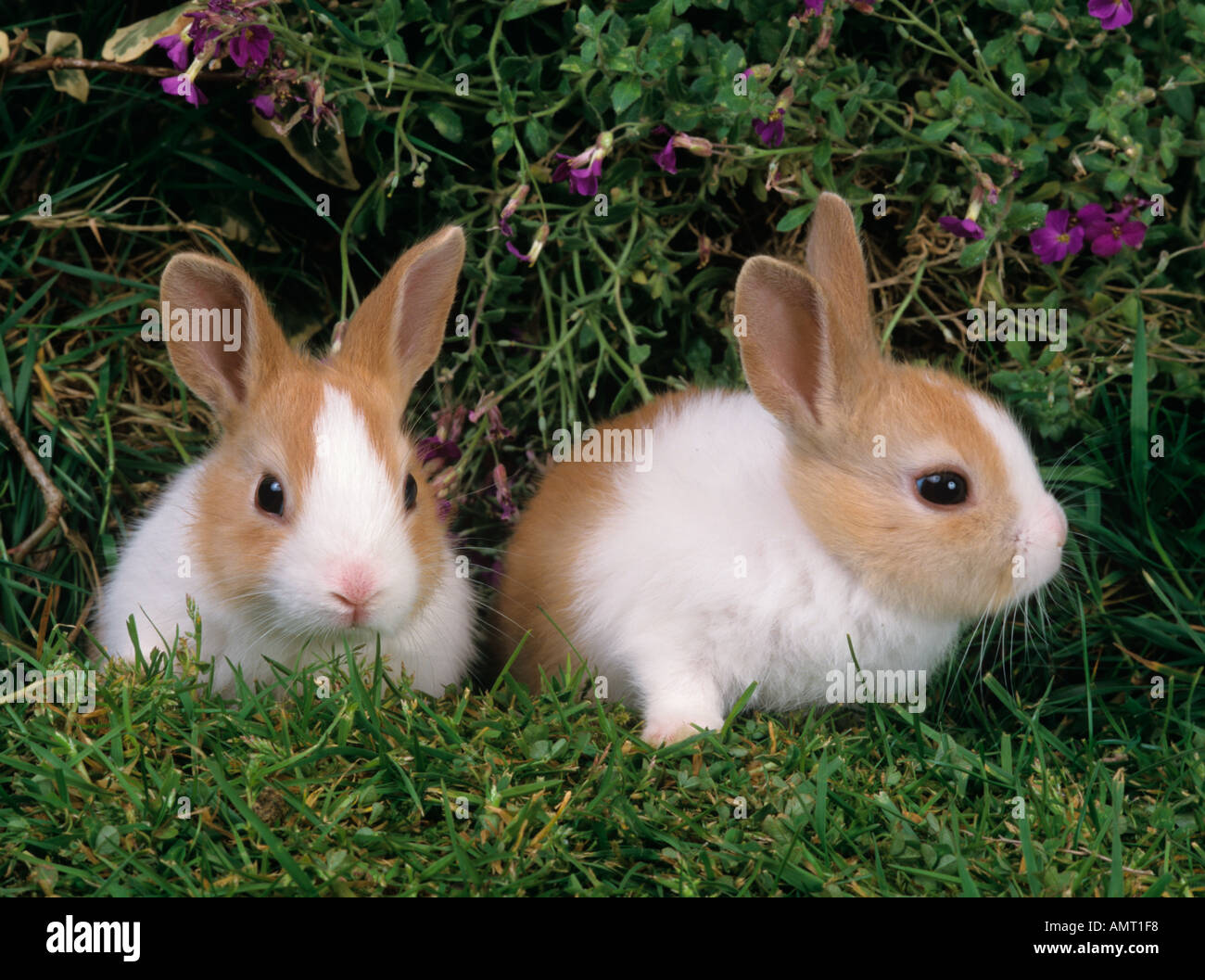 Pet Dutch Rabbits Stock Photo - Alamy