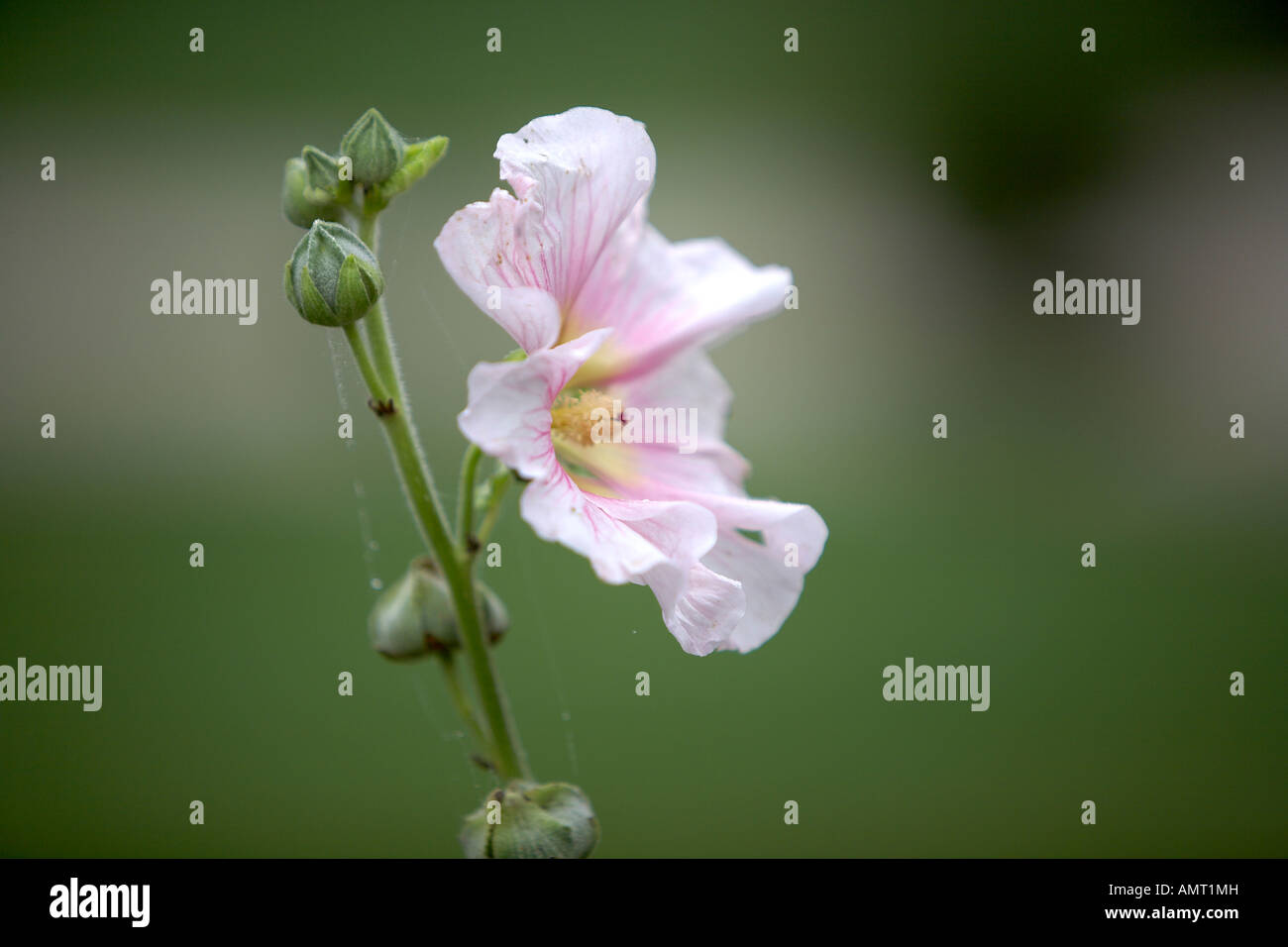 Hollyhock flowers hi-res stock photography and images - Alamy
