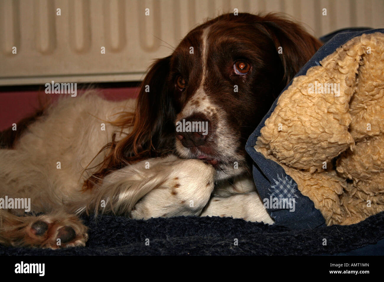 Springer spaniel in bed Stock Photo - Alamy
