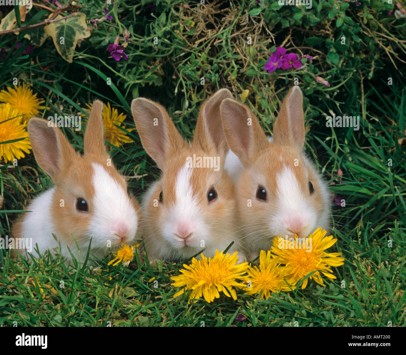 Dutch rabbits hi-res stock photography and images - Alamy