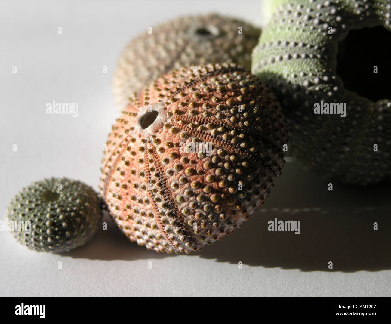 Sea Urchin Shells Stock Photo - Alamy