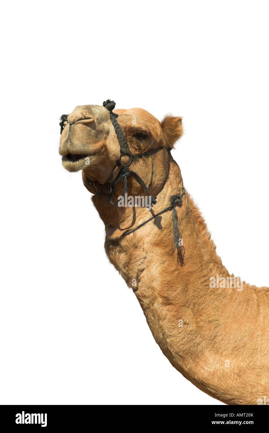 Expressive head of a camel with a bridle on a white background Stock ...